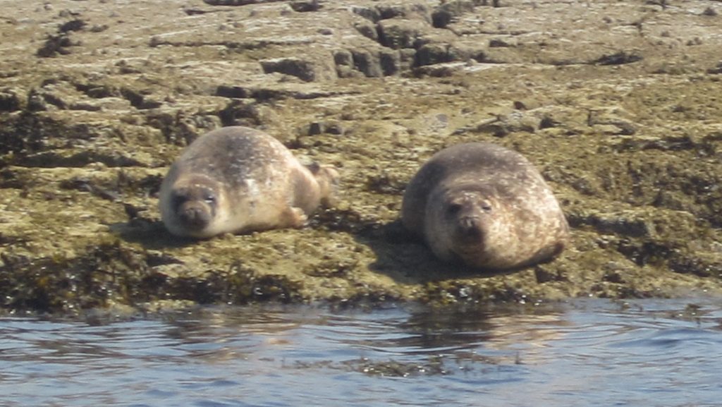 Wee Cumbrae (or Peace Island) 16th August – Helensburgh CC